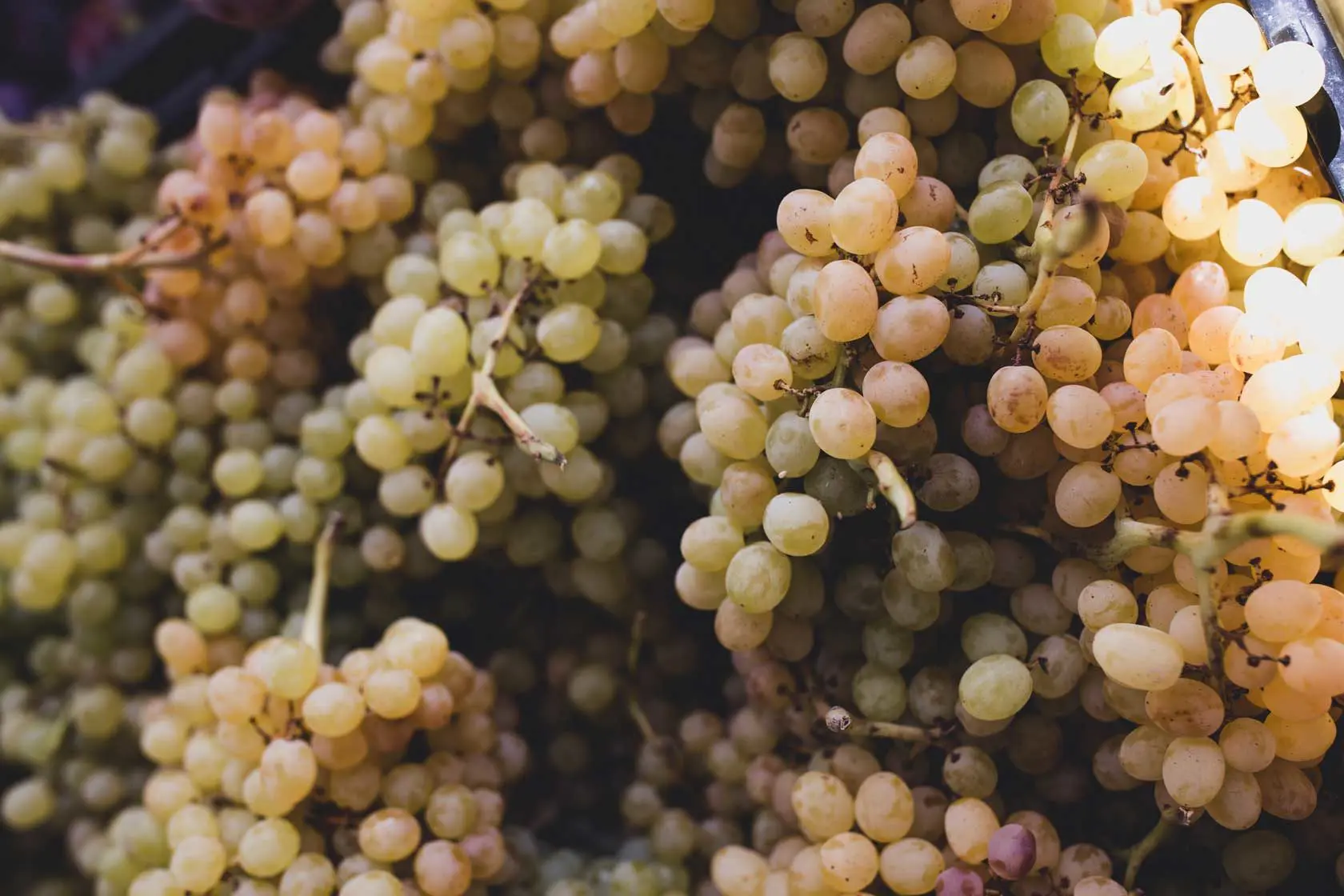 How to Choose Wine - Finca El Cardón